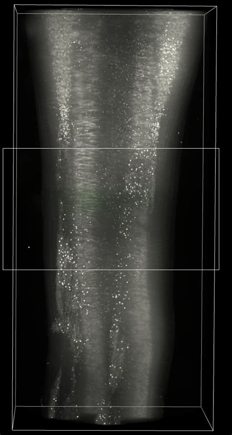 Flat Field Correction In Bigstitcher Image Analysis Imagesc Forum