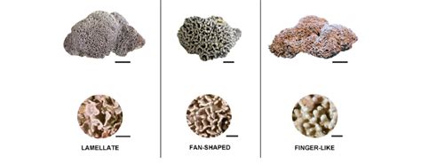 Detail Of Three Habits Of Superficial Branches Observed In Lithophyllum