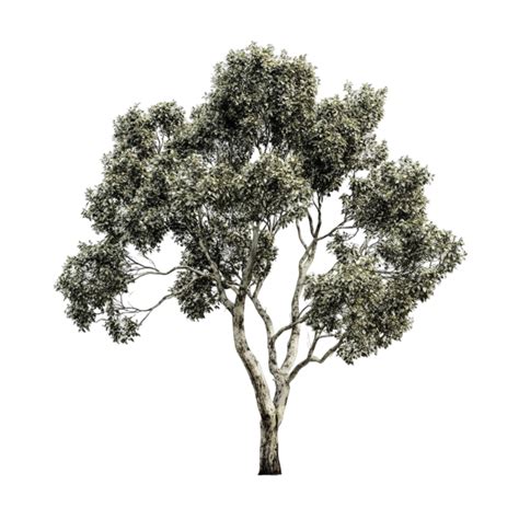 Tree With Sparse Foliage 54591719 Png
