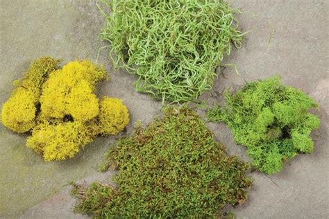Tree Moss Types