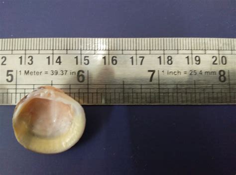 Can Anyone Help Me Out For This Bivalve Identification Collected From