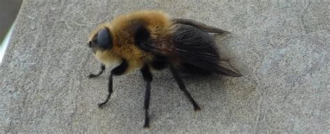 Download Free Bot Fly Wallpaper