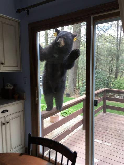Do You Have A Moment To Talk About Our Lord And Savior Yogi The Bear