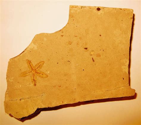 Fossilized Flowers Reveal The First True Spring On Earth