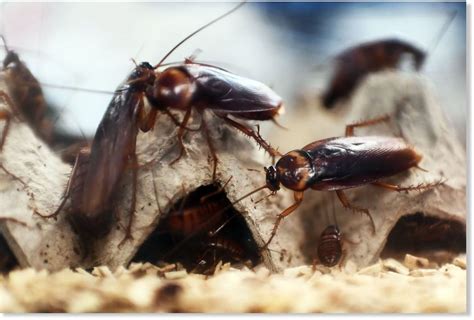 Ice Age Farmer Report Cockroach Milk And Shrinkflation Agriculture