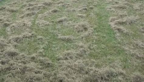 What Does Dethatching Mean And Should You Dethatch Your Lawn