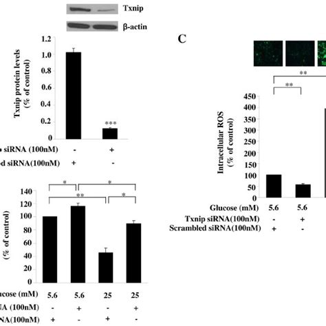 foxo 1 was responsible for glucose induced induction of txnip