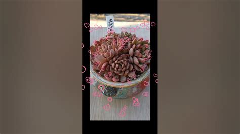 핑클루비국민다육다육 Youtube