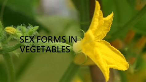 12sex Expression In Vegetablespptx