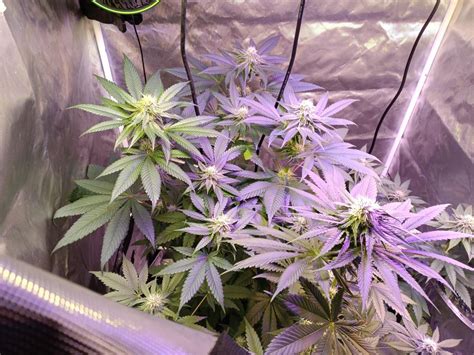 Organic Sip 2 Plants Rgrowbuddy