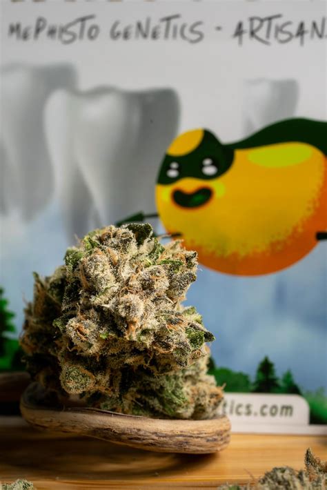 Mango Smile Smoke Report R Autoflowers