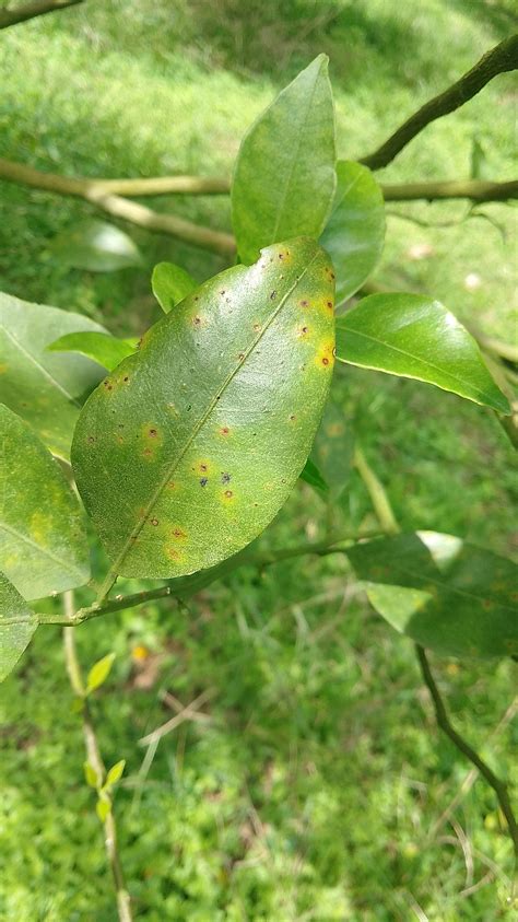 citrus disease object detection dataset and pre trained model by