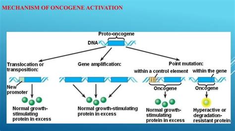 Oncogenes And Proto Oncogenes Cancer Related Topic Pptx Cancer
