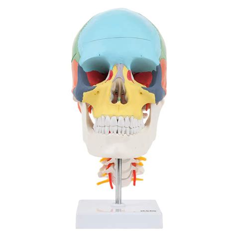 Medical Skull Model At Lucy Gardiner Blog