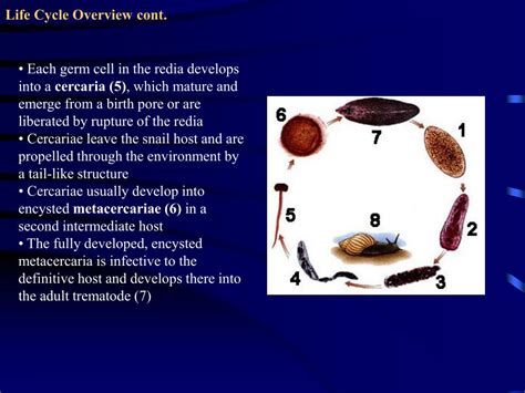 Ppt Chapter 15 Trematoda Classification And Form And Function Of Digeneans Powerpoint