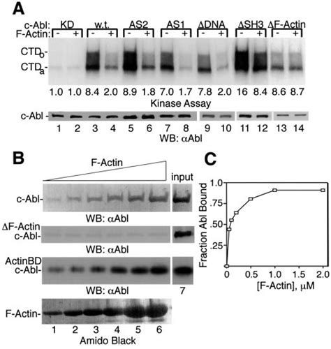 The F Actin Binding Domain Of C Abl Is Required For Inhibition By