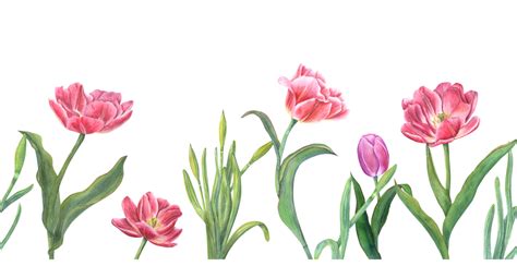 Tulip Border Pngs For Free Download