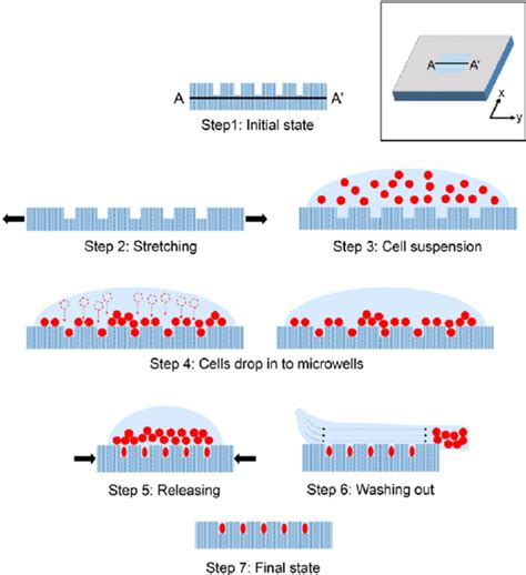 Cell Trapping Steps Step 1 Initial State Of L Microwell Arrayed Download Scientific Diagram
