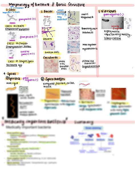 Solution 2 1 Medically Important Bacteria Studypool