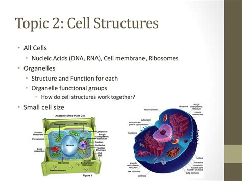 Unit 2: The Dynamic Cell Unit Review. - ppt download