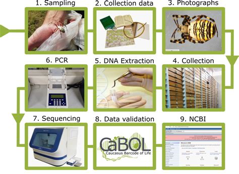 Dna Barcoding Caucasus Barcode Of Life