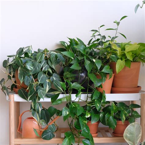 풍수상 절대 집안에 두면 안 되는 식물들 Zum 허브