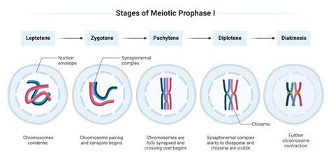 Prophase Definition