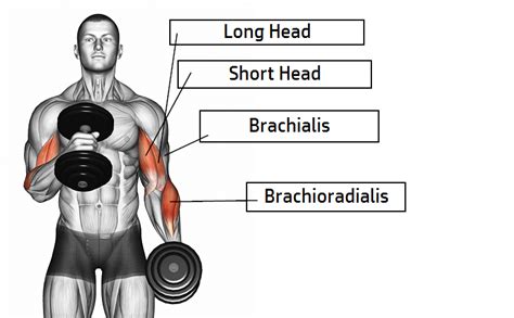 Hammer Curl Muscles Worked And How To Get The Most Out Of This Exercise