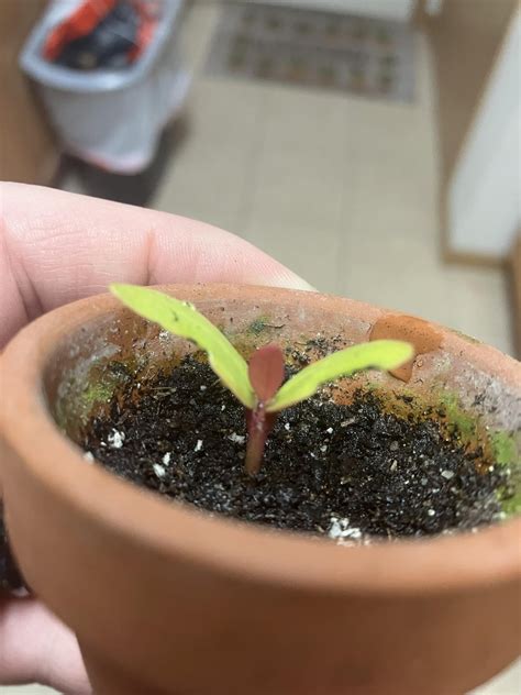 Pereskia Aculeata At 1 Month Old How Is It Looking R Cactus