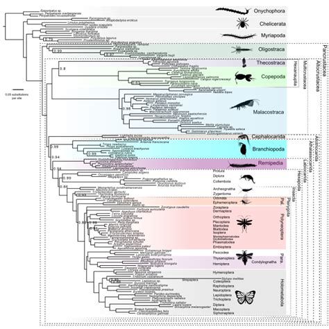 —phylogenetic Tree Derived From The Cat Gtrþg Analysis Of The Matrix A