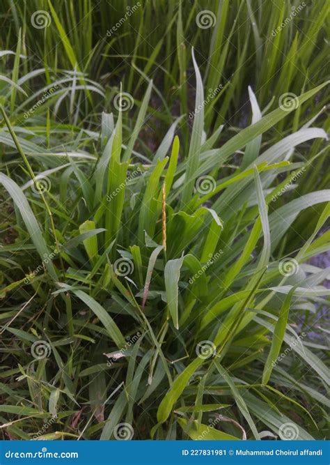 A Bunch Of Grass Growing Stock Image Image Of Bunch 227831981