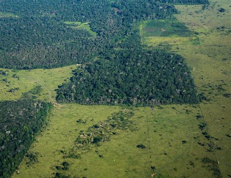 Deforestation Vs Forest Degradation—what Is The Difference And Why