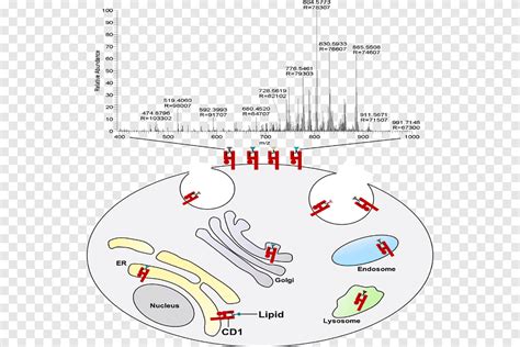 Antigenlipid Cd1d M 02csf T Zelle Lipidverzweigtes Protein Winkel