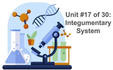 017g Bundle Biology Unit 17 Of 30 Integumentarry System By Sherry