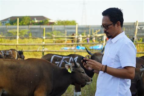 Pemkot Makassar Datangkan Ratusan Sapi Dari Ntb