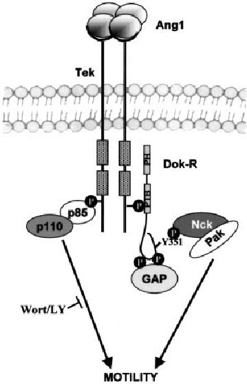 Ang1 Mediated Migration A Schematic Representation Of The Signaling Download Scientific
