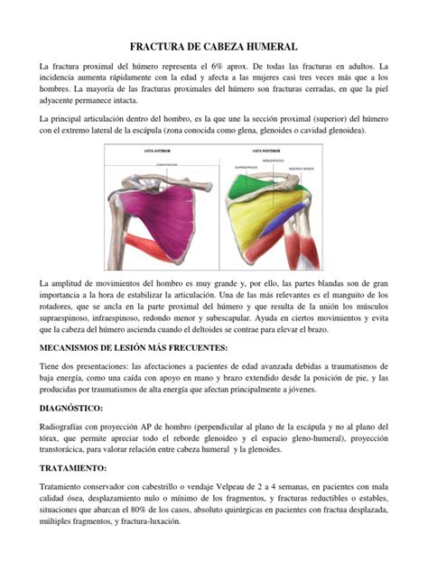 Fractura De Cabeza Humeral Diagnóstico Y Tratamiento Pdf