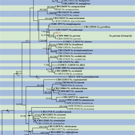 phylogenetic tree generated by maximum likelihood analyses based on the