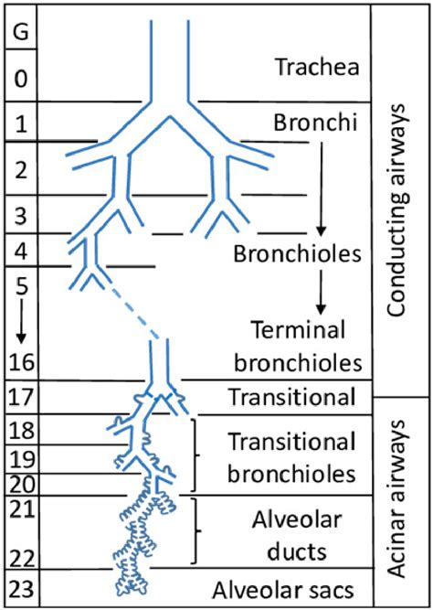 Schematic Diagram Of Airway Layout 36 Download Scientific Diagram