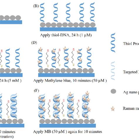 Illustration Of The Dna Sensor Development Process A Ag Nanostructure