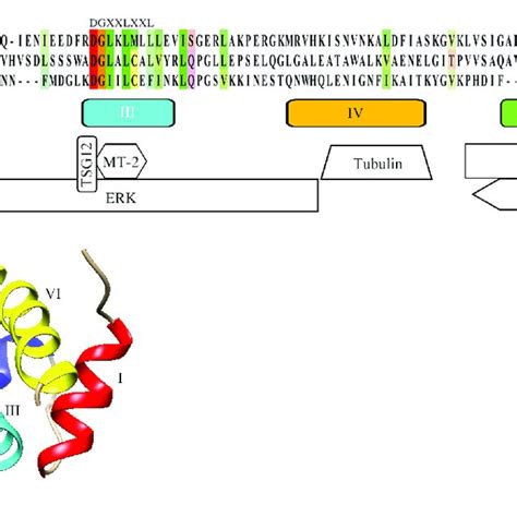 Structural Characteristics Of The Ch Domain A Sequence Alignment