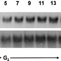 Differential Expression Pattern Of AnnMs2 In Various Plant Tissues