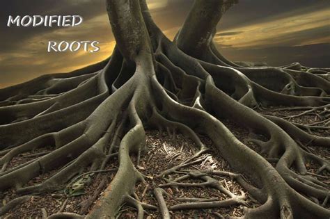 Modified Roots Examples Studiousguy