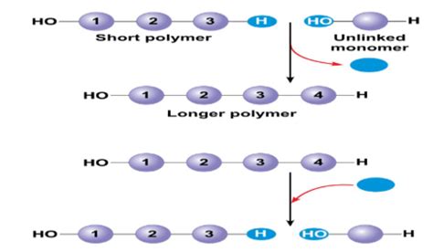 Biology Chapter 5 Structure And Function Of Large Biological Molecules