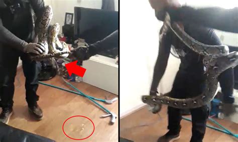 Ah Neh Snake News Python Pees When Getting Caught In Ah Neh S Home Maid Broke Cobra Into 2