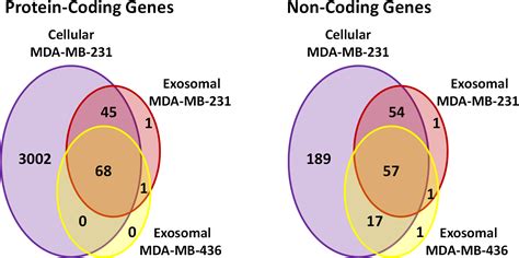 Characterization Of Rna In Exosomes Secreted By Human Breast Cancer Cell Lines Using Next