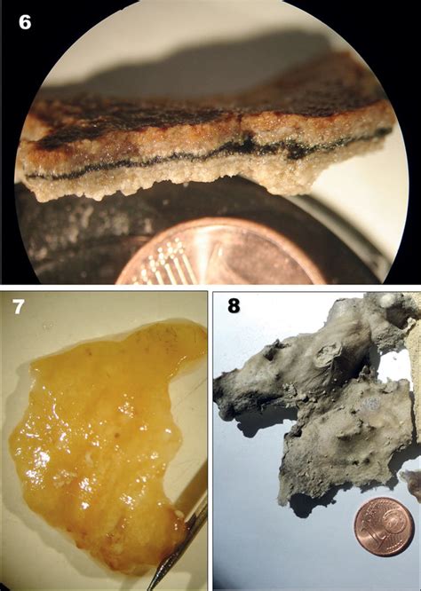 Macroscopic Aspects Of Stromatolites 6 Site 1 Laas Black Download Scientific Diagram
