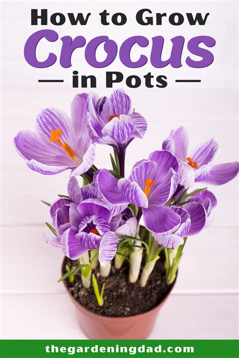 How To Grow Crocus In Pots Indoor Crocus Plant Care