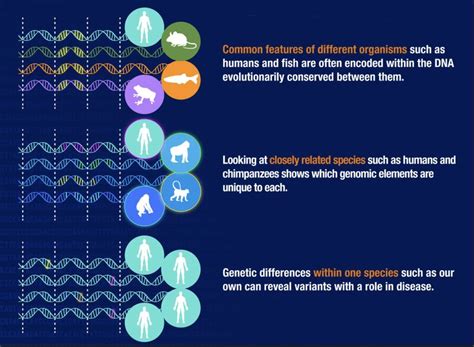 Researchers Use Comparative Genomics To Compare The Genome Sequences Of Different Species By