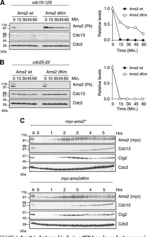 Figure 1 From Anaphase Promoting Complex Cyclosome Mediated Proteolysis Of Ams2 In The G1 Phase